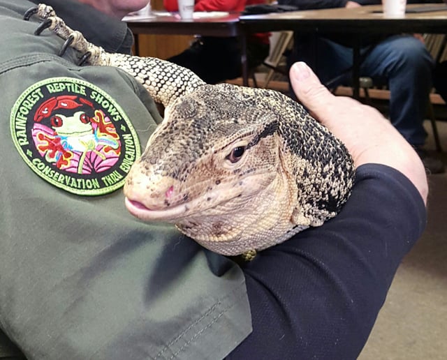 Hire Rainforest Reptile Shows - Animal Entertainment in your area ...