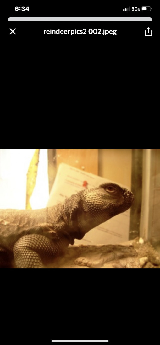 Hire Animal Adventures with Safari Sally - Children’s Party ...