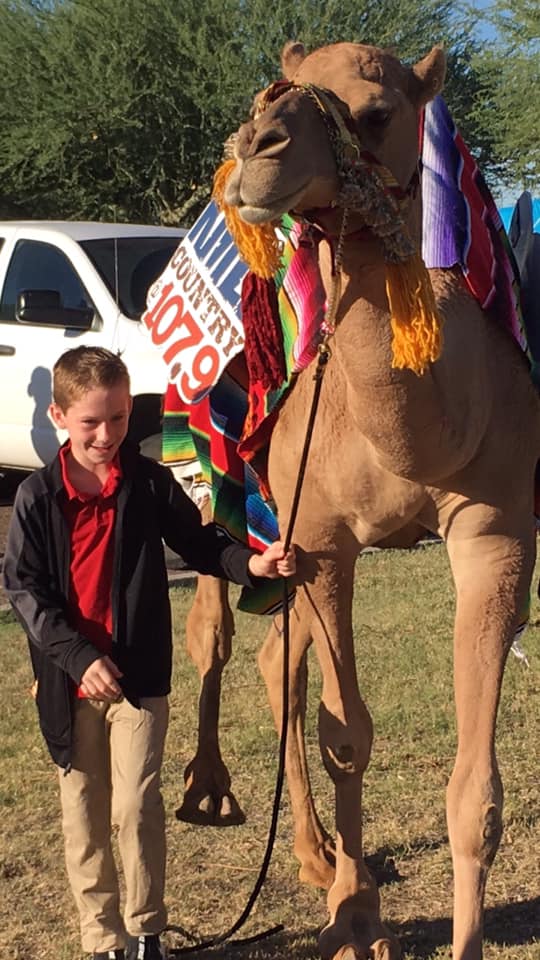 Hire Arizona Camel Rental - Animal Entertainment in Phoenix, Arizona