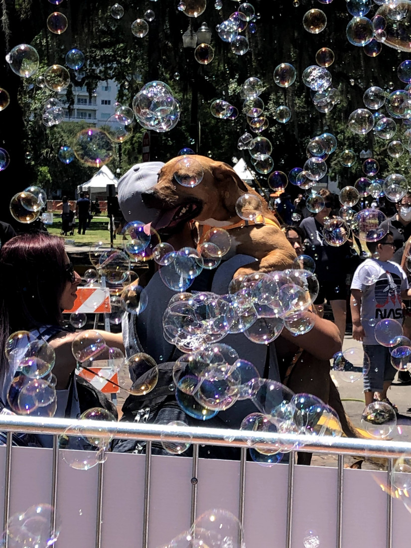 Hire Bubble Bus Orlando - Bubble Entertainment in Orlando, Florida