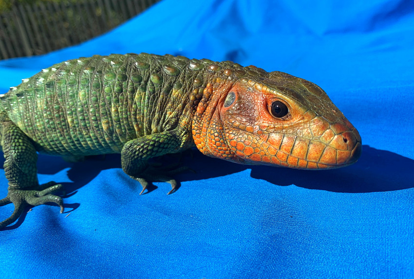 Hire Exotic Edventures Reptile Show In State College Pennsylvania hire-exotic-edventures-reptile-show-in-state-college-pennsylvania