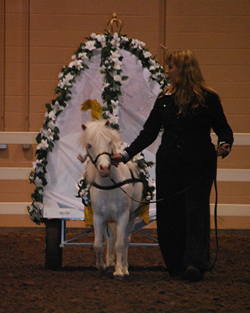 Hire Fairytale Pony Parties - Pony Party in Bradenton, Florida