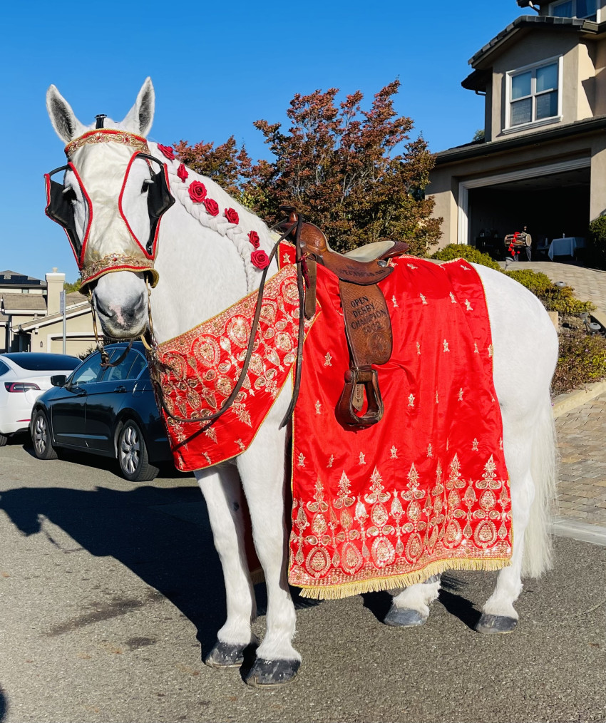 Hire Grand Carriages - Horse Drawn Carriage in Livermore, California