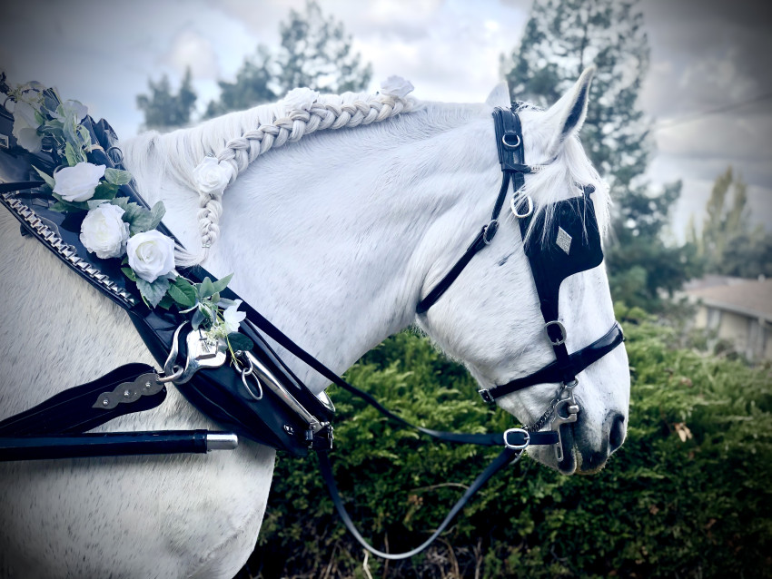 Hire Grand Carriages - Horse Drawn Carriage in Livermore, California