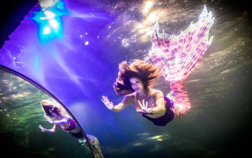 Hire Mermaid Alexis - Mermaid Entertainment in Little River, South Carolina