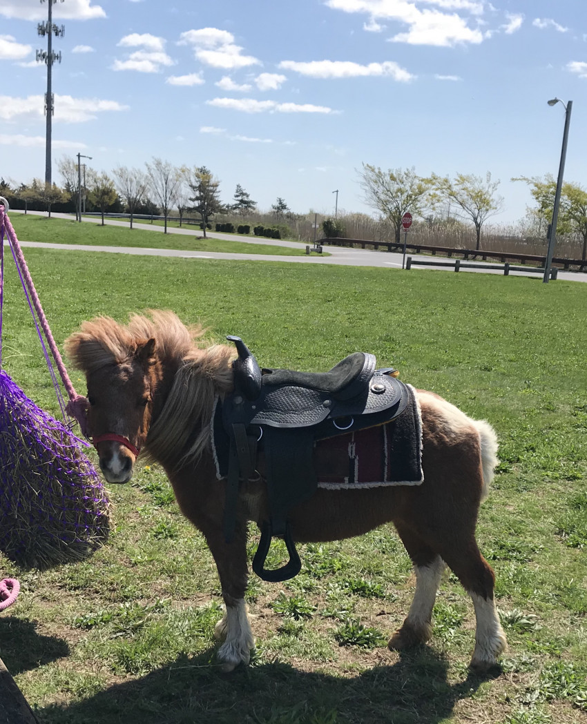 Hire Pony Parties By Wild West Farms - Pony Party in Aiken, South Carolina