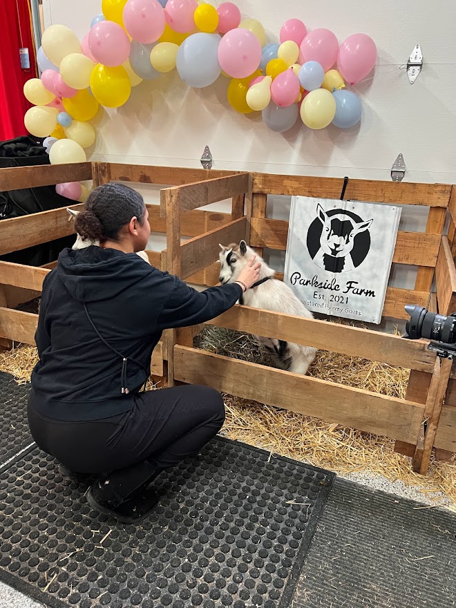 Hire Pygmy Goat Parties & Petting Zoos - Animal Entertainment in Byron ...