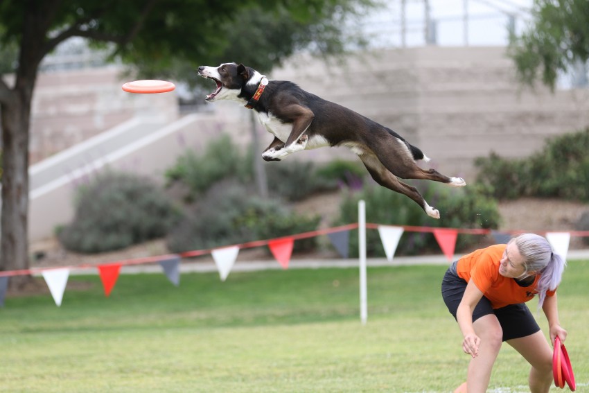 Hire Sky High Flying Canines - Animal Entertainment in Placentia ...