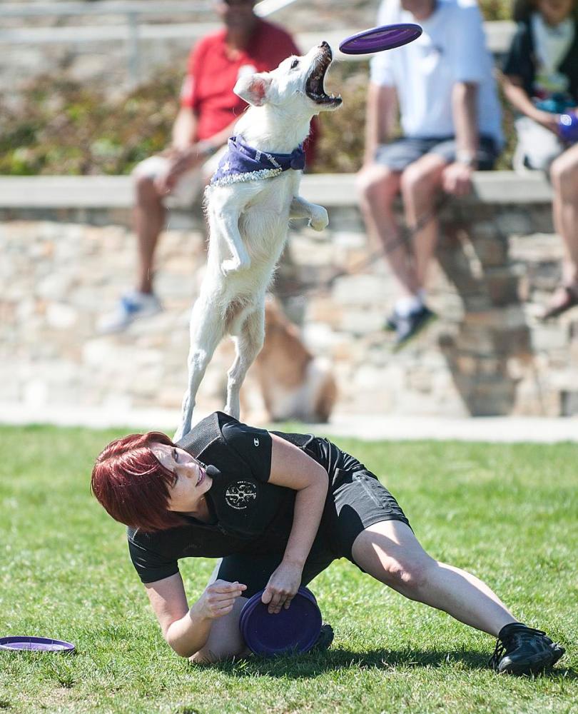 Hire Sky High Flying Canines - Animal Entertainment in Placentia ...