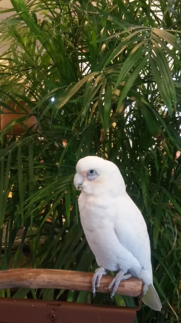 Hire Squawk! The Amazing Bird Show - Variety Entertainer in Kissimmee ...