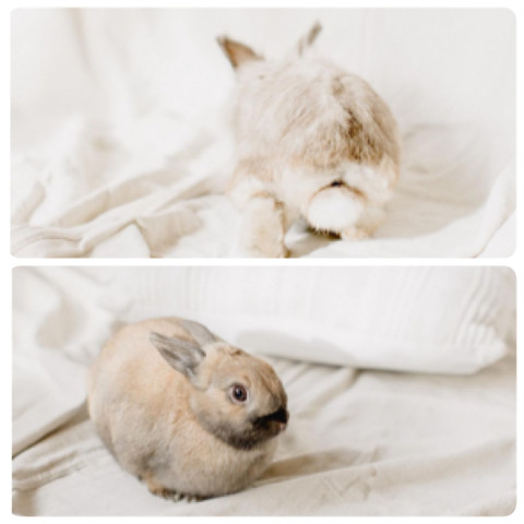 Hire The Bunny Experience - Animal Entertainment in Hamilton, Ontario