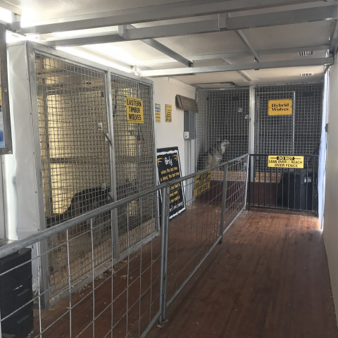 Hire Wolves of the World - Animal Entertainment in Lynchburg, South ...